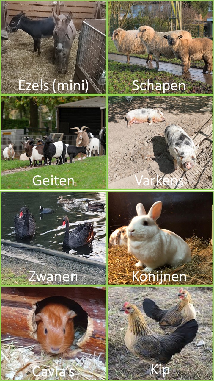 Adopteer een dier – Stichting Dierenweide Vleuten – Utecht